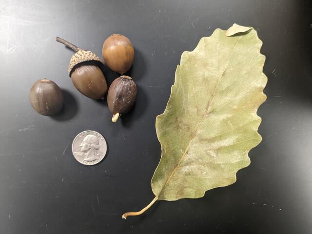 Chestnut Oak | CMP Tree Selection Tool
